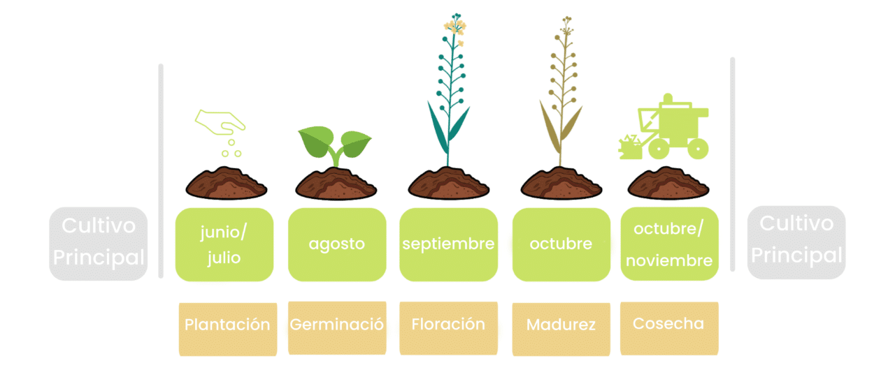 Sobre nosotros | Camelina Company | Argentina